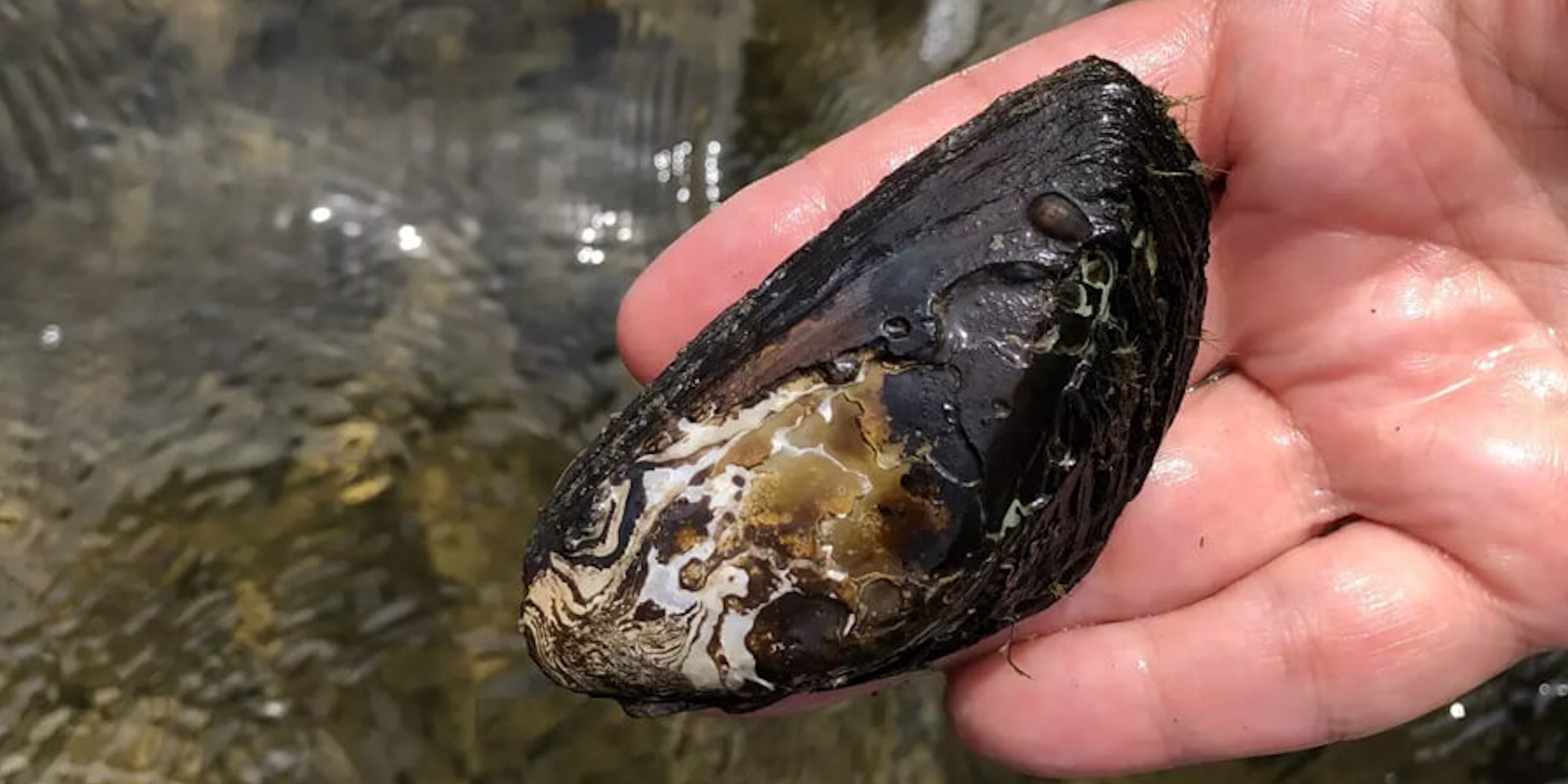 Innovative solution supports freshwater mussel restoration for tribal ...